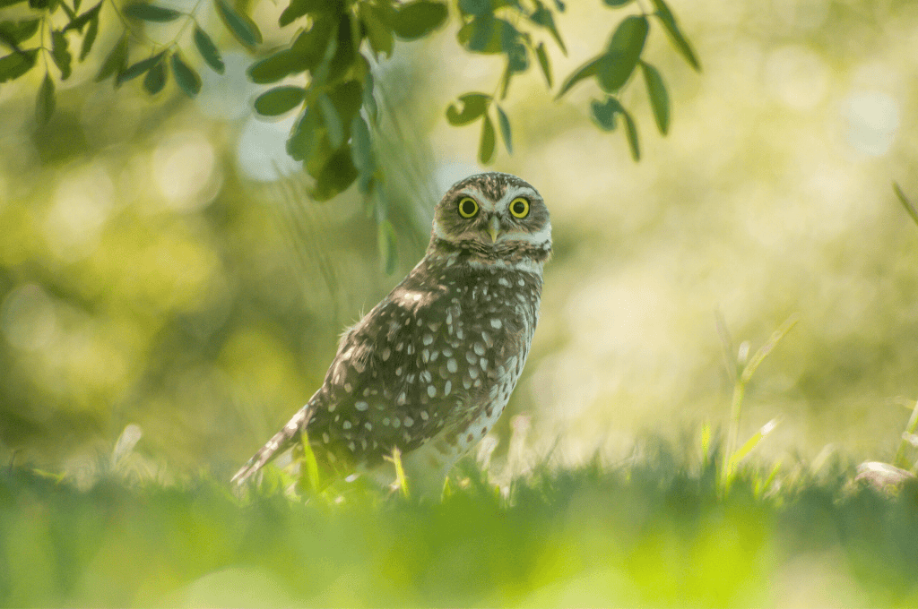 How To Become A Polymath In 4 Steps