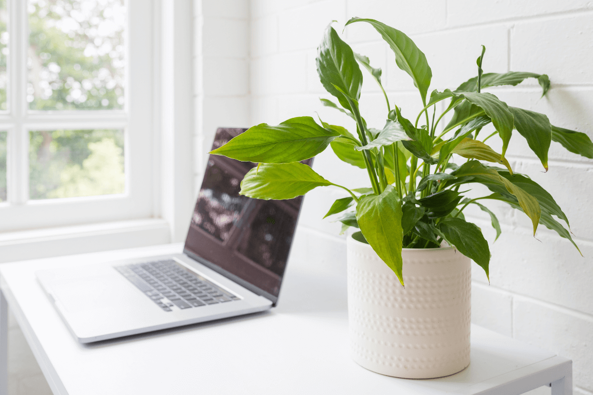 25 Job Promotion Gifts That Make Them Go WOW