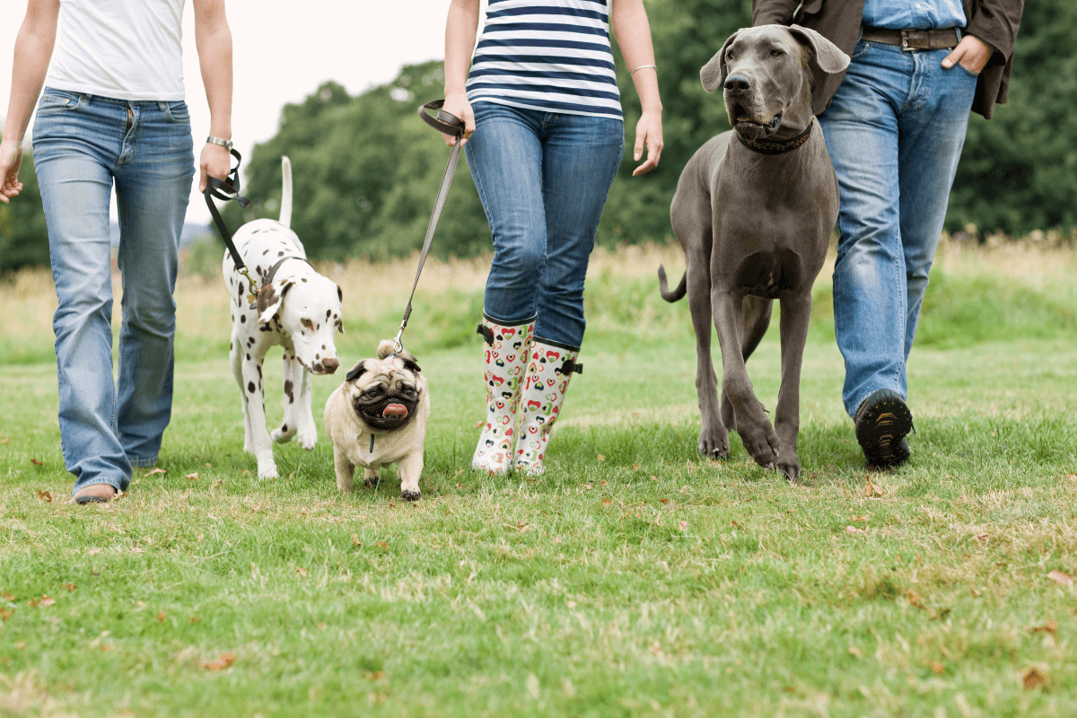 Paws-itively Perfect: 10 Fun Activities for National Take Your Dog to ...